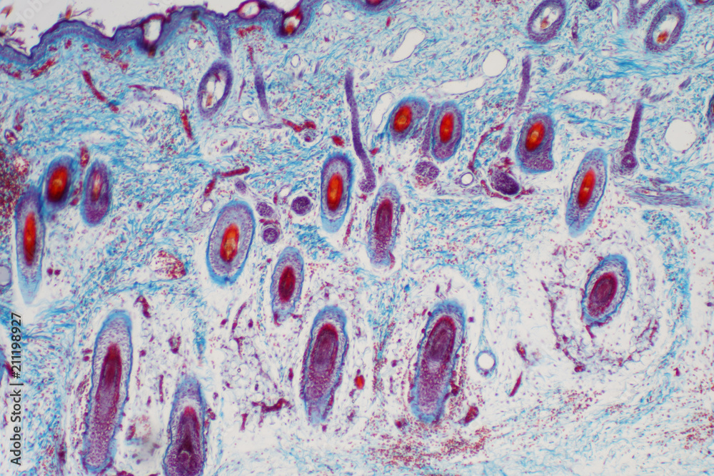 Human Skin Microscope