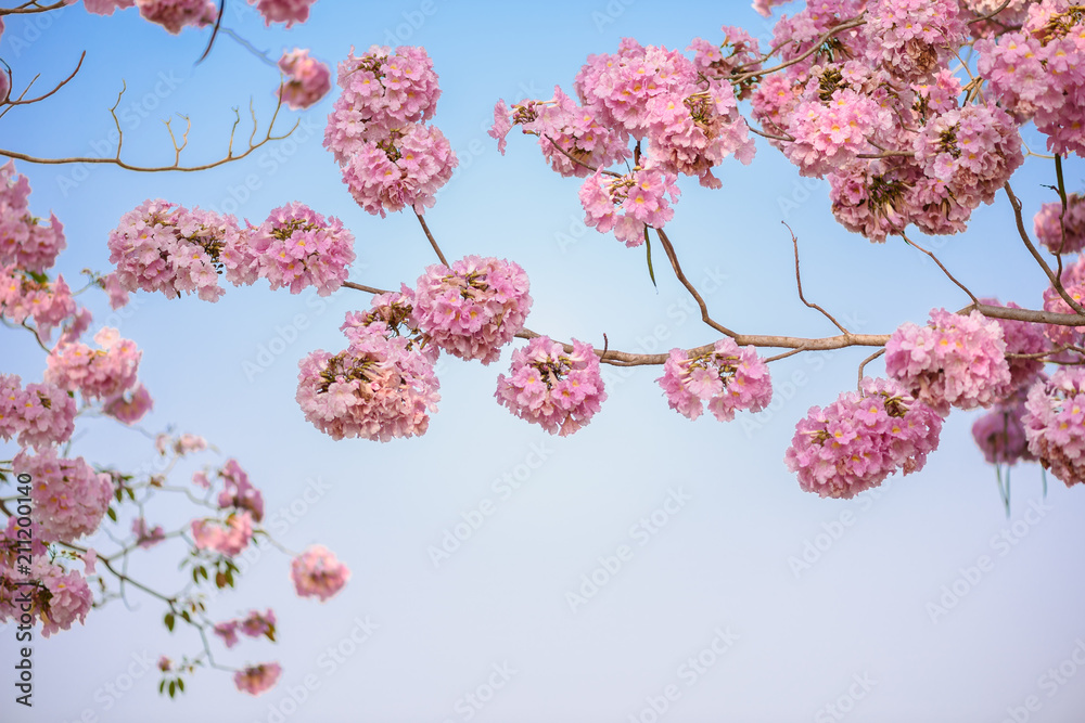 Tabebuia rosea is a Pink Flower neotropical tree and blue sky Stock ...