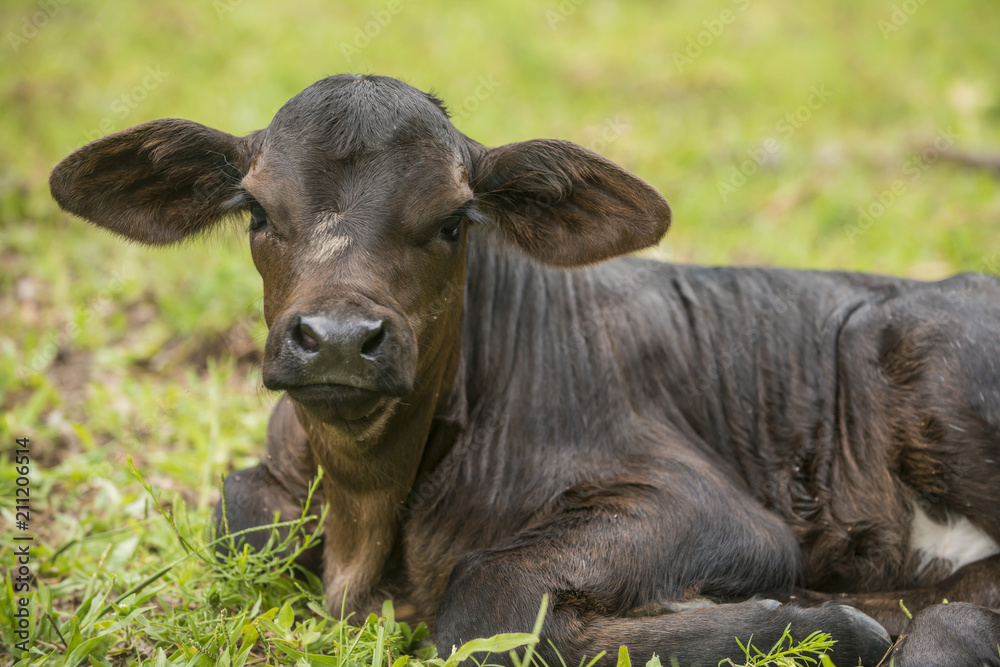 Baby newborn black cow calf in green field with herd of cattle Stock ...