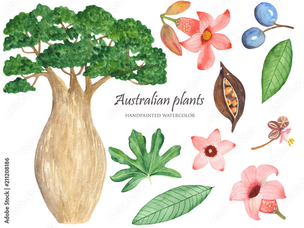 Watercolor plants of Australia. Leaves, berries, flowers, tree. Hand ...