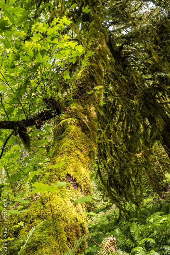tree with moss covered trunk and lycan's beard plant wrapped branches ...
