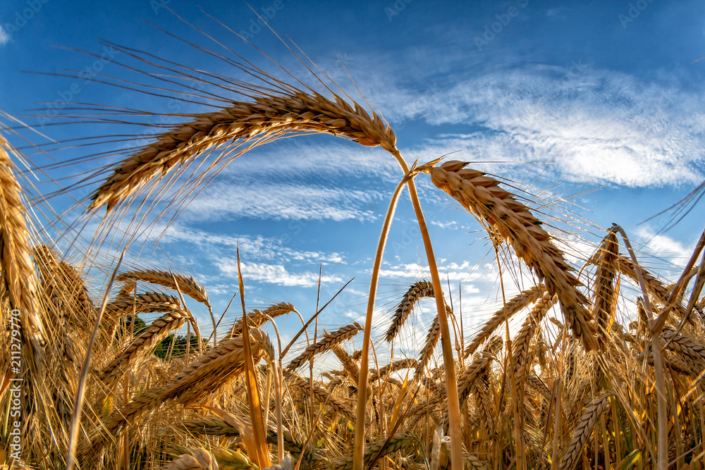 Getreide Stock Photo | Adobe Stock