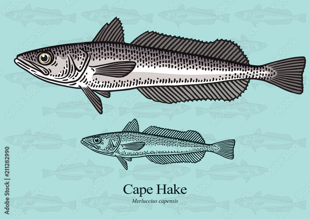 Vetor de Cape Hake. Vector illustration with refined details and ...