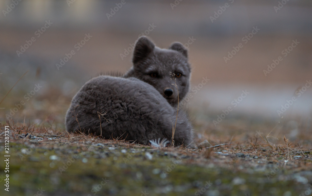 Ein brauner/blauer Polarfuchs/Blaufuchs auf Spitzbergen in der Arktis ...