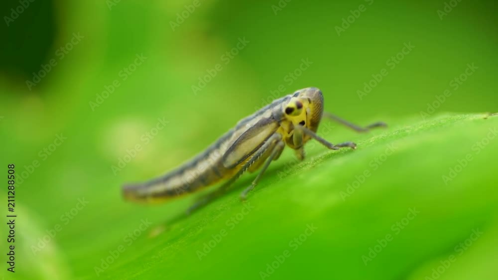 Macro of a small and young cicadas Cicadella viridis with yellow eyes ...