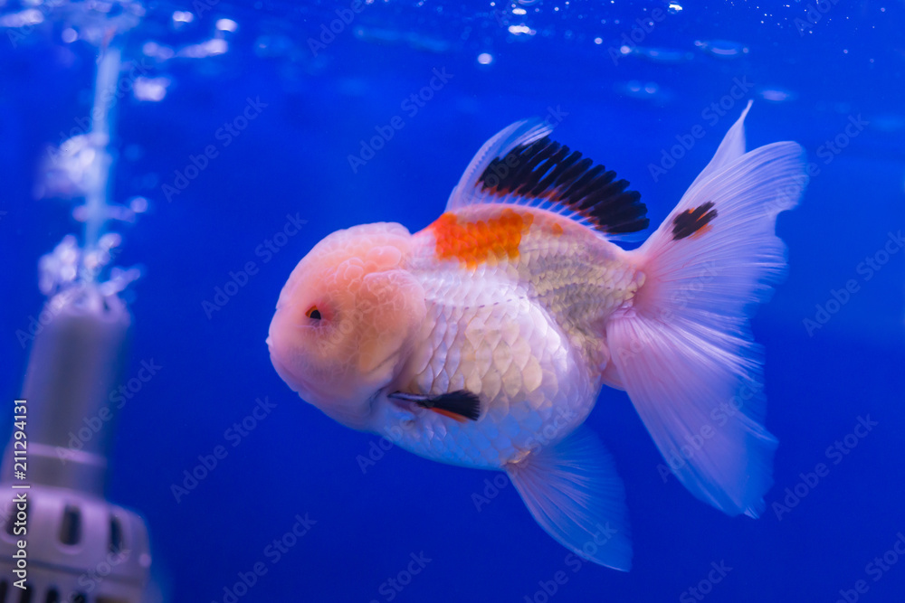 Foto de Gold Fish Oranda Scientific name Carassius auratus is a ...