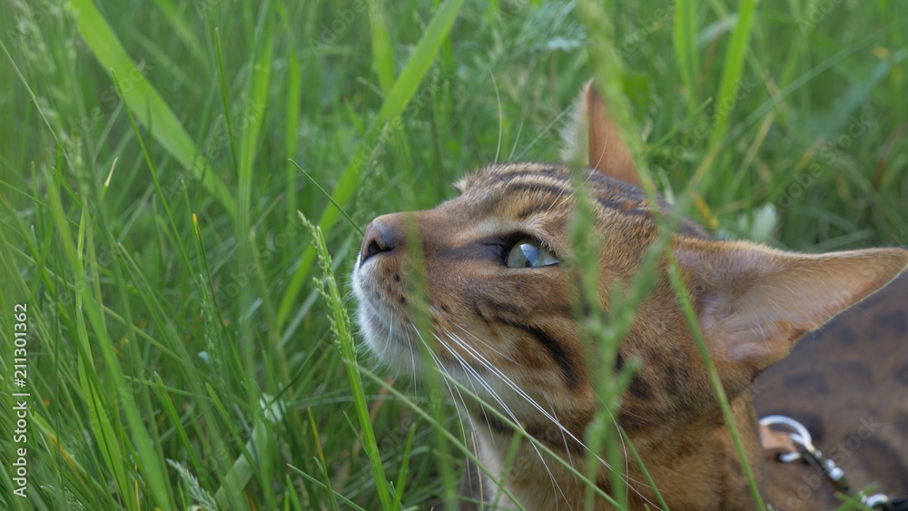 Zdjęcie Stock: Bengal cat walks in the grass. He shows different ...