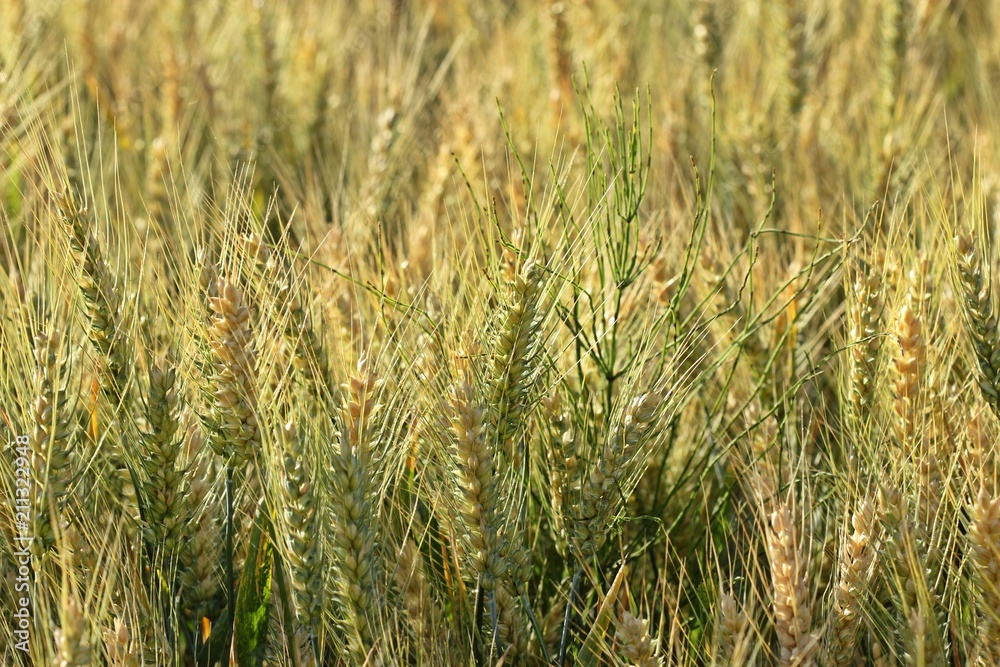 Feld mit Grannen-Weizen Stock-Foto | Adobe Stock