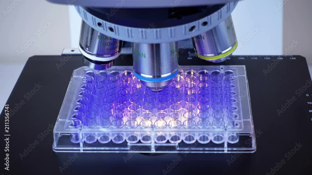 Inspection of a medical plate under a microscope. Light effect under ...