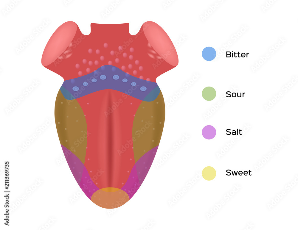 Taste map of the tongue with its four taste areas - bitter, sour, sweet ...
