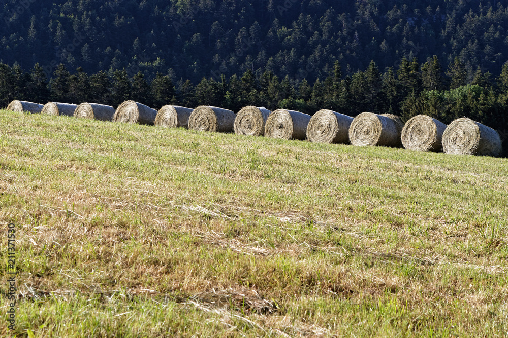 Rangées de bottes de foin dans un champ Stock-Foto | Adobe Stock
