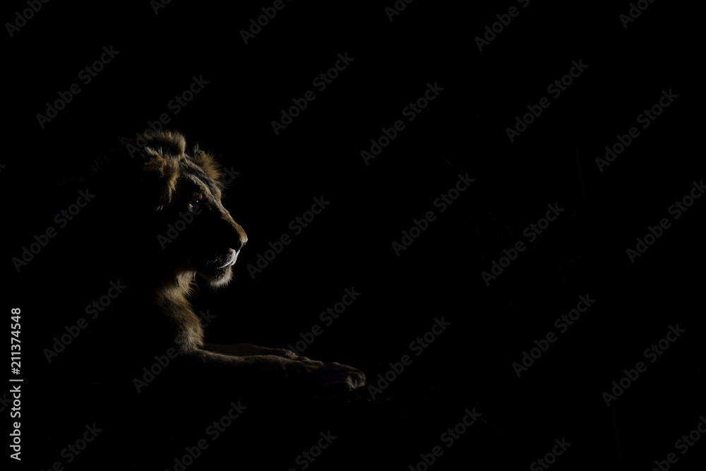 Dark Night Lion Stock Photo | Adobe Stock