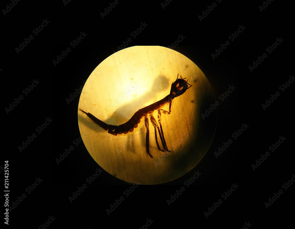 A larva of a diving beetle in a field of vision of a binocular ...