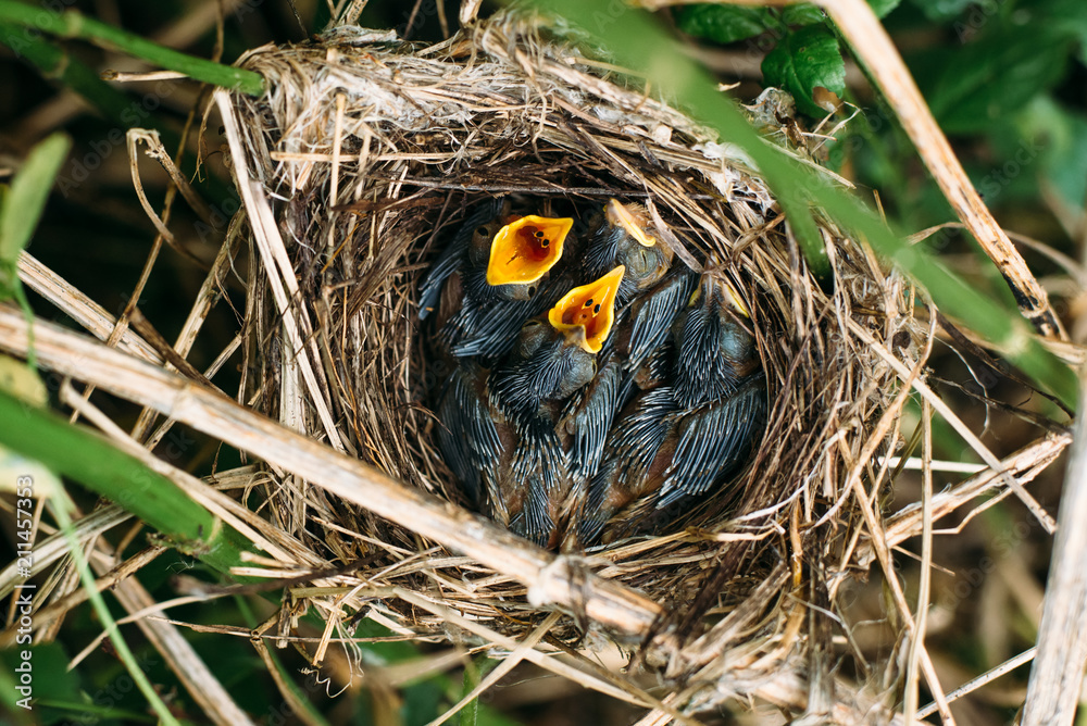 Baby Birds With Yellow Beaks