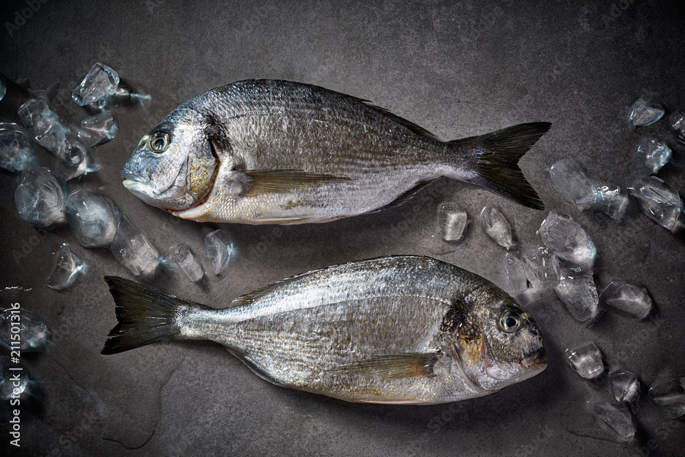 Dorada fish, sea bream, gilt-head (sea) bream raw and fresh on a grey ...