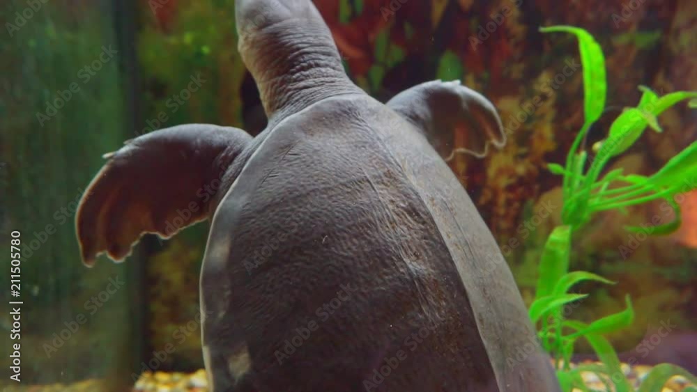 Pig-nosed turtle (Carettochelys insculpta), also known as the Fly River ...