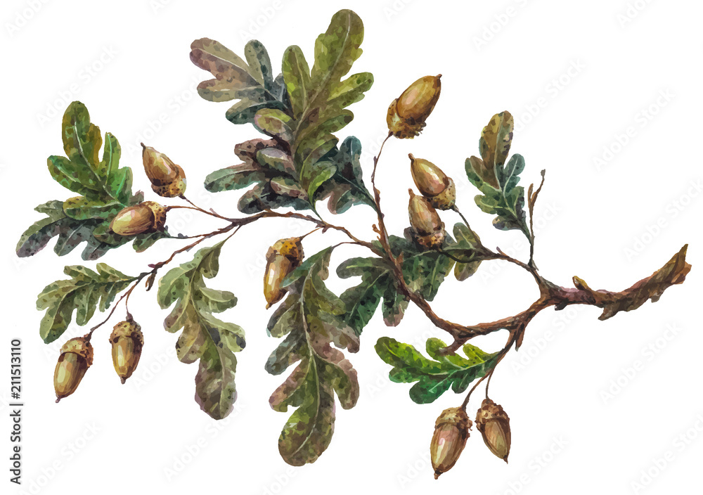 Watercolor handsketched oak tree branch, leaves and acorns isolated on ...