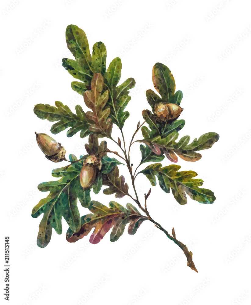 Watercolor handsketched oak tree branch, leaves and acorns isolated on ...