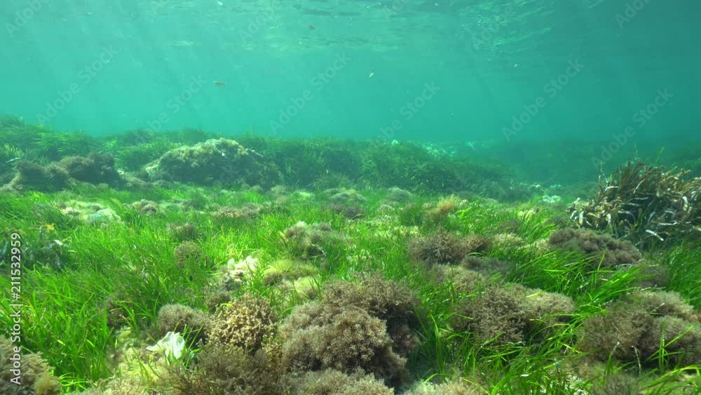 Grassy seabed with seagrass and seaweed in shallow water in the ...