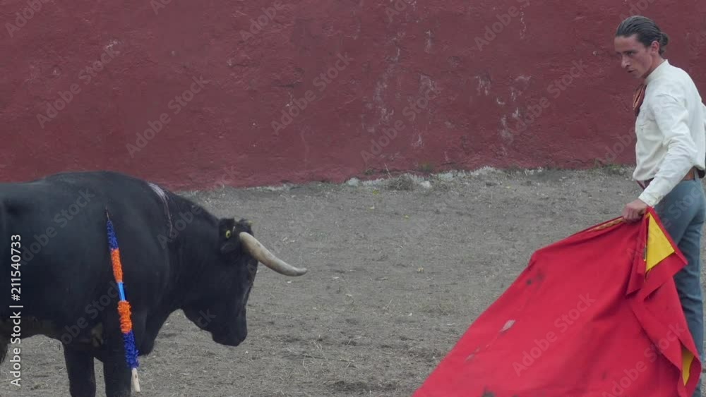 Violent bullfight ending where the matador stabs a bull towards the ...