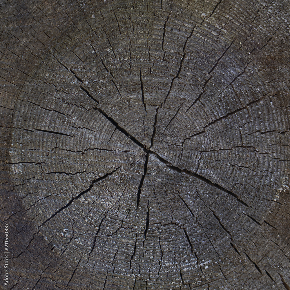 Cross section of old big trunk with tree rings and a lot of circular ...