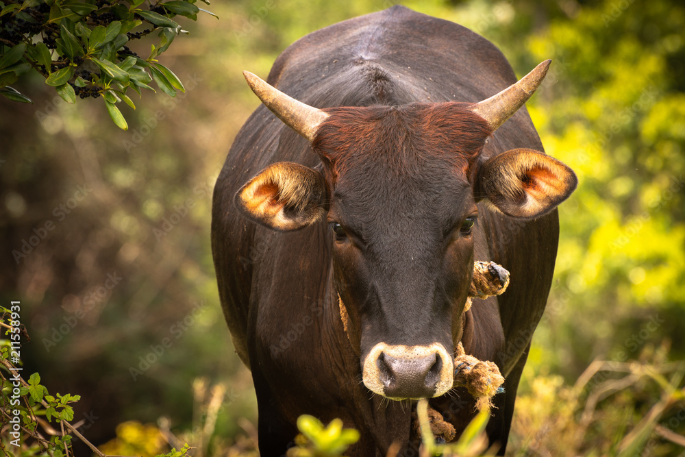 Angry adult brown cow standing in rural countryside field with rope ...