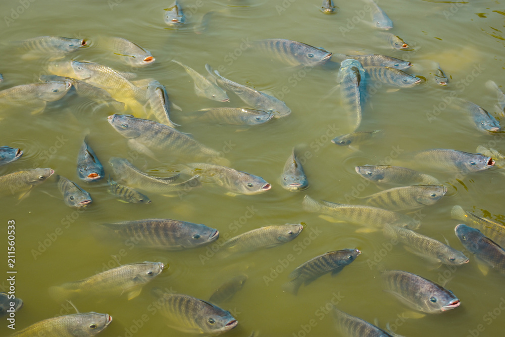 Freshwater tilapia is commonly used in farm systems or on earthen ponds ...