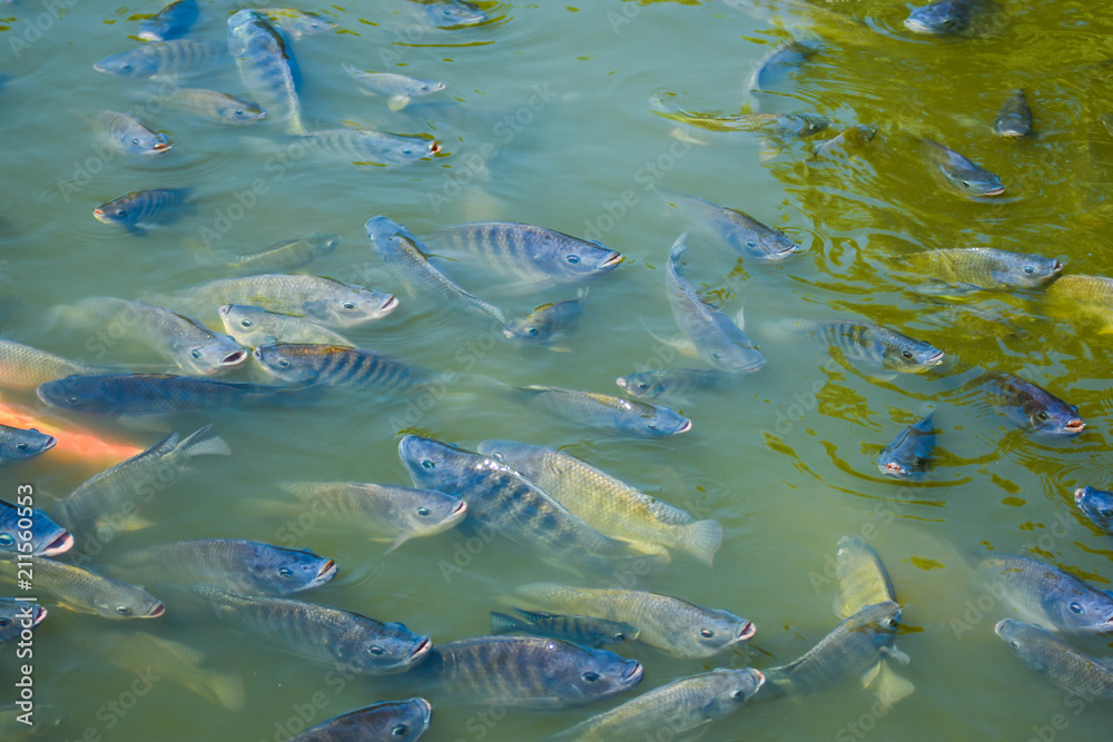Freshwater tilapia is commonly used in farm systems or on earthen ponds ...