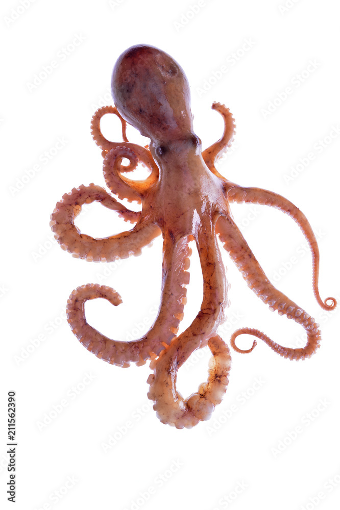 Octopus on a white background Stock Photo | Adobe Stock