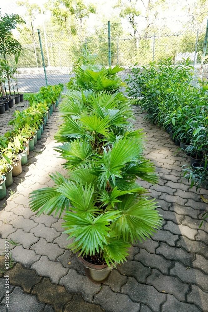Group of saw palmetto tree, Ecological Concept, Space for text in ...
