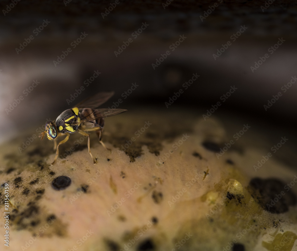 Fruit Fly's being attracted to rotting mango laying eggs in the soft ...