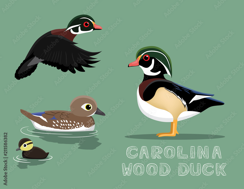 Carolina Wood Duck Cartoon Vector Illustration Stock Vector | Adobe Stock