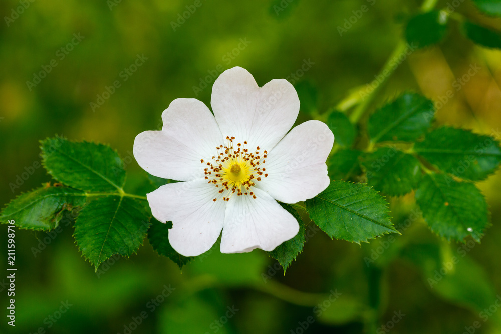 Flor de Escaramujo, Rosal silvestre. Rosa canina. Stock Photo | Adobe Stock