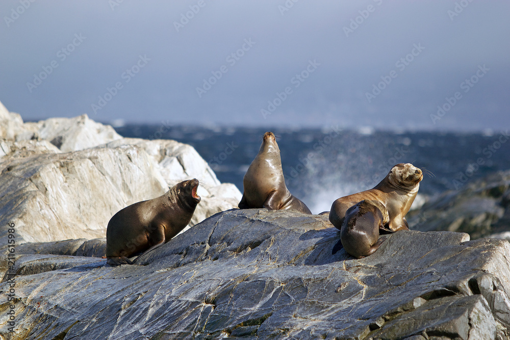 Sea Lions, female and young, on the island in Beagle Channel, Argentina ...