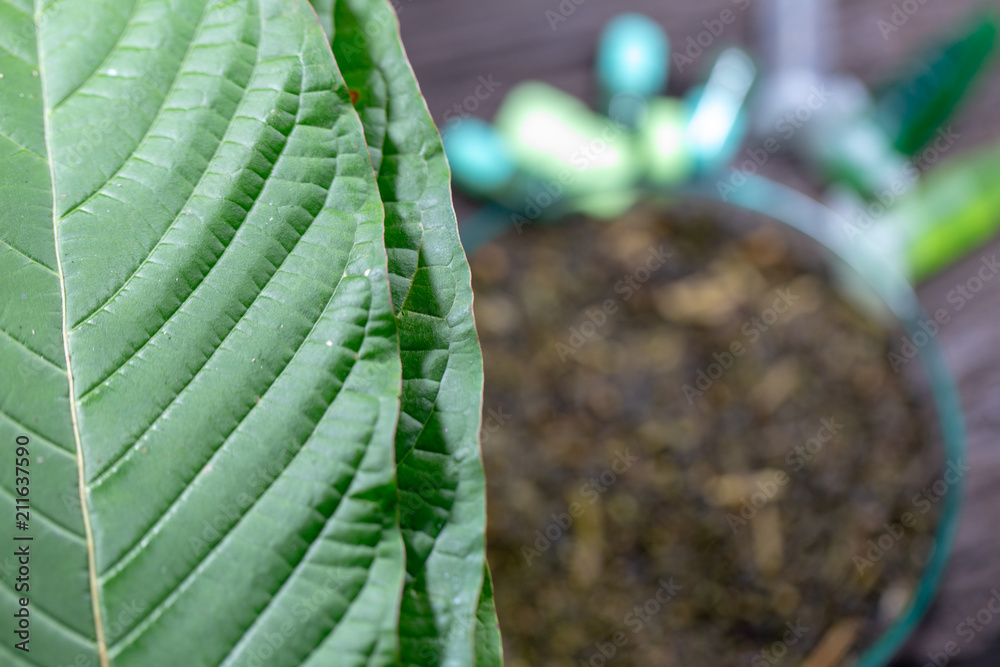 Foto de Science Research leaves of Mitragyna speciosa (kratom), Science ...