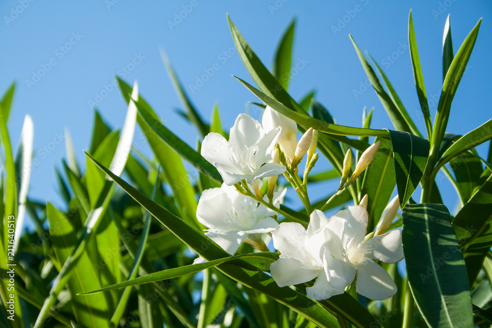 Sweet oleander, Rose bay flower with leave. (Nerium oleander L.) Stock ...