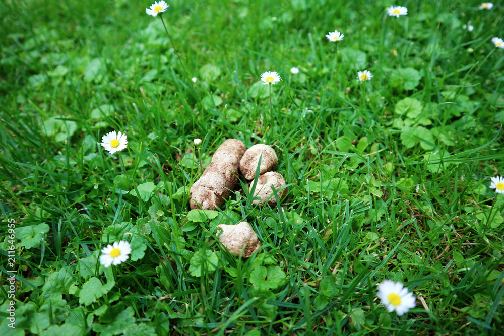 How To Get Wet Dog Poop Out Of Grass