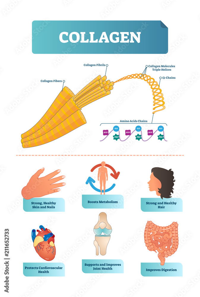 Vector illustration about collagen. Medical scheme with fibers, fibrils ...