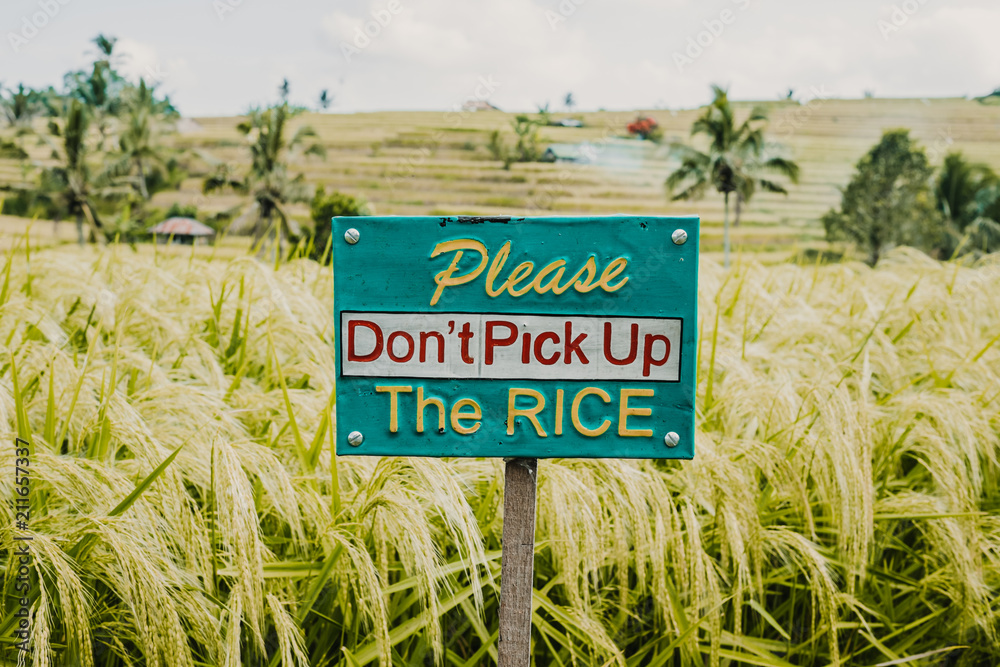 .Beautiful images of one of the largest rice fields on the island of ...