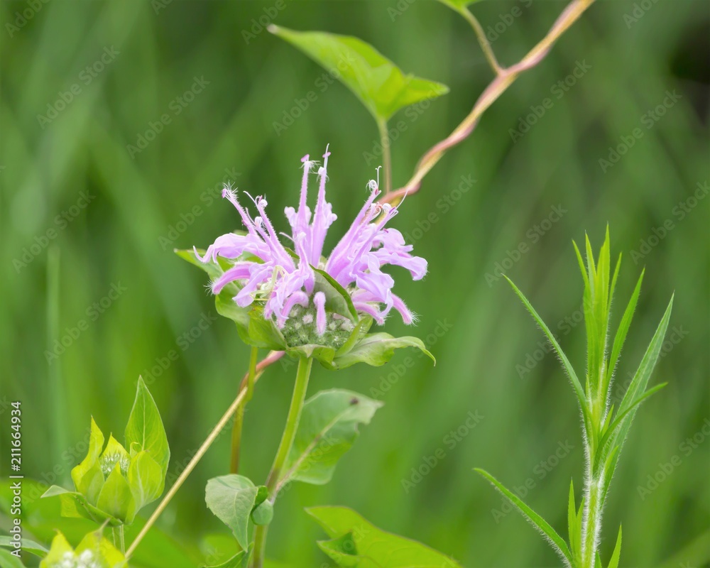 Beautiful pink Wild Bergamot flower with a soft focus leafy green ...