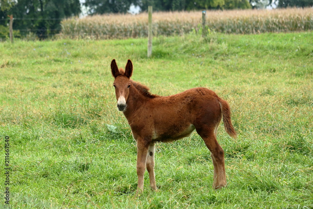 A young mule plays in a pasture, on a rainy day, while his mother and ...