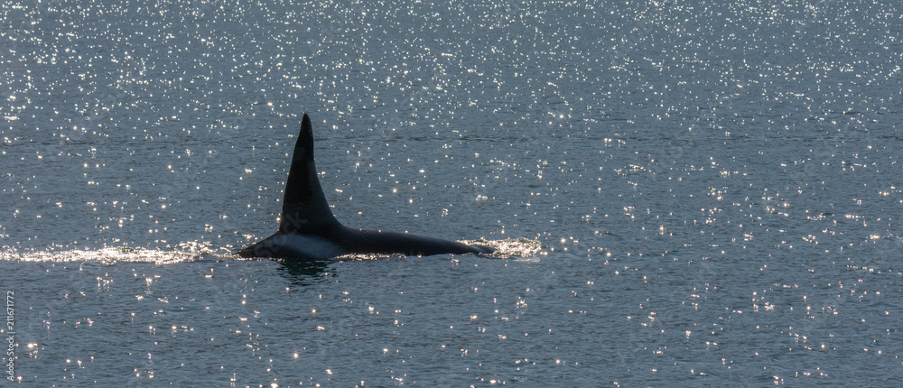 Male orca cruises along the surface with upright dorsal fin raising ...