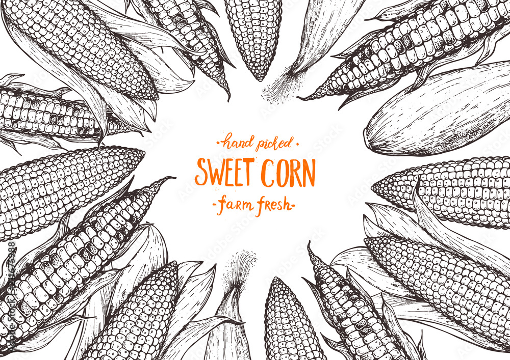 Corn on the cob hand drawn vector illustration. Top view frame. Corn ...