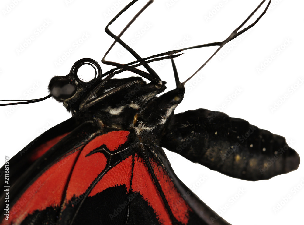 A close-up of a body of the Scarlet mormon, or red mormon female ...