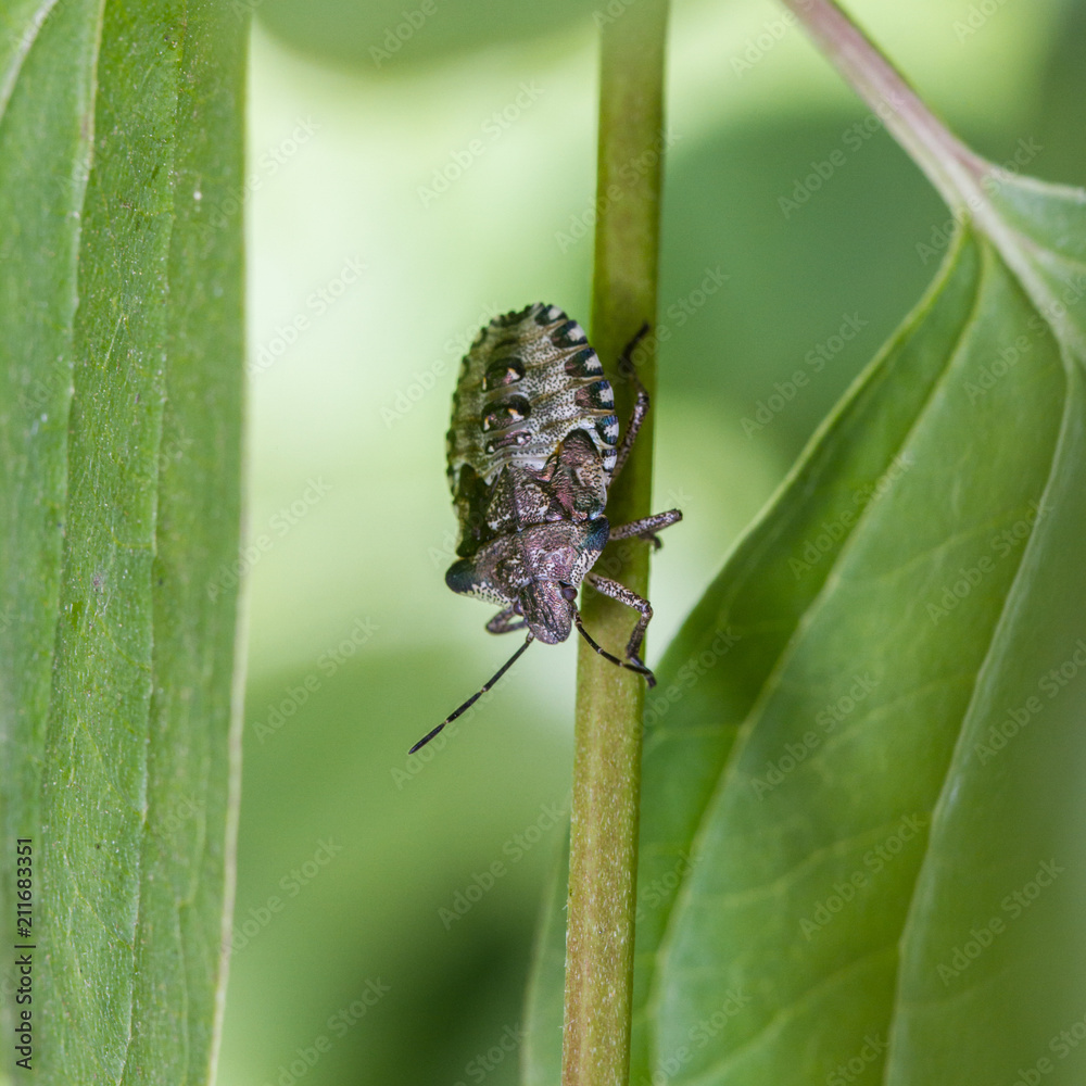 Red-legged Shieldbug - Pentatoma rufipes - final instar nymph Stock ...