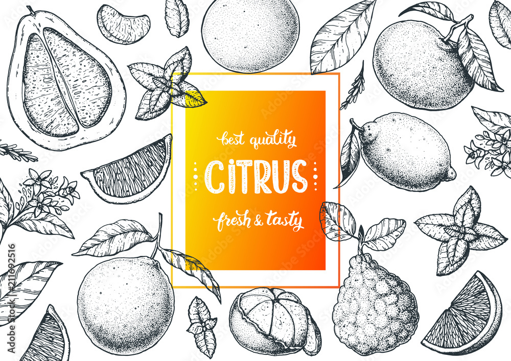 Citrus sketch collection. Hand drawn vector illustration. Organic food ...