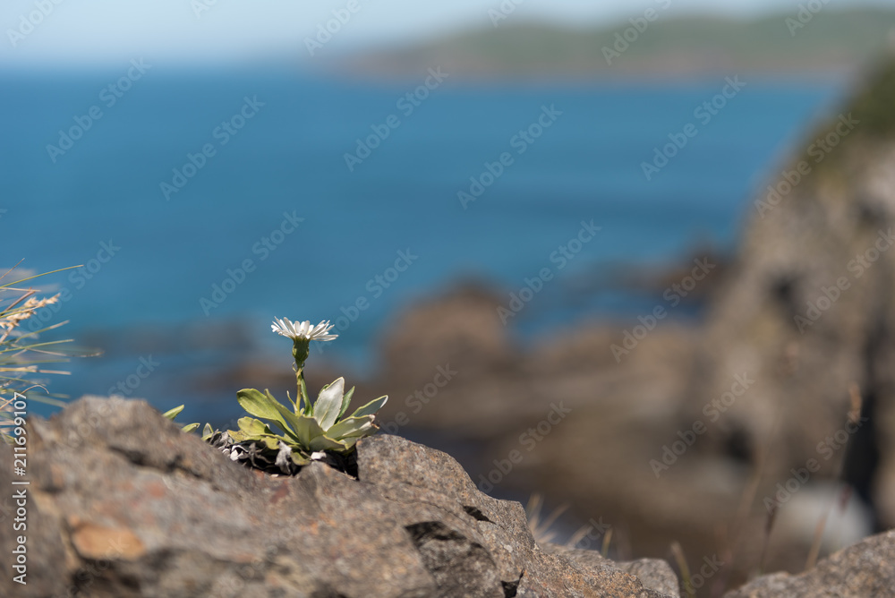 Small, isolated flower growing on a barren rock on a cliff face by the ...
