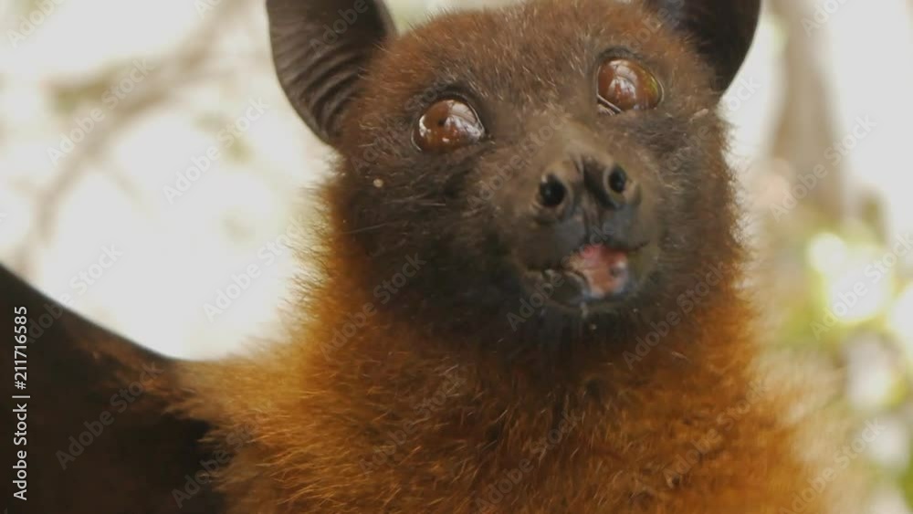 Close-up shot of fruit bat's head hanging upside down sticking out the ...