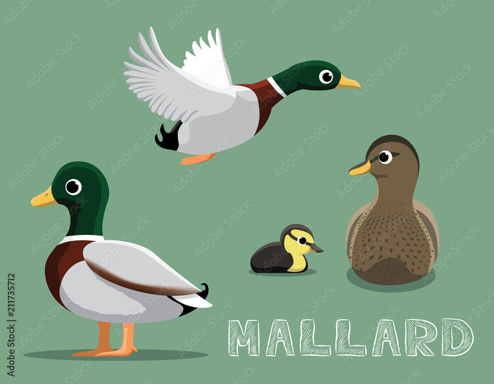Mallard Cartoon Vector Illustration Stock Vector | Adobe Stock
