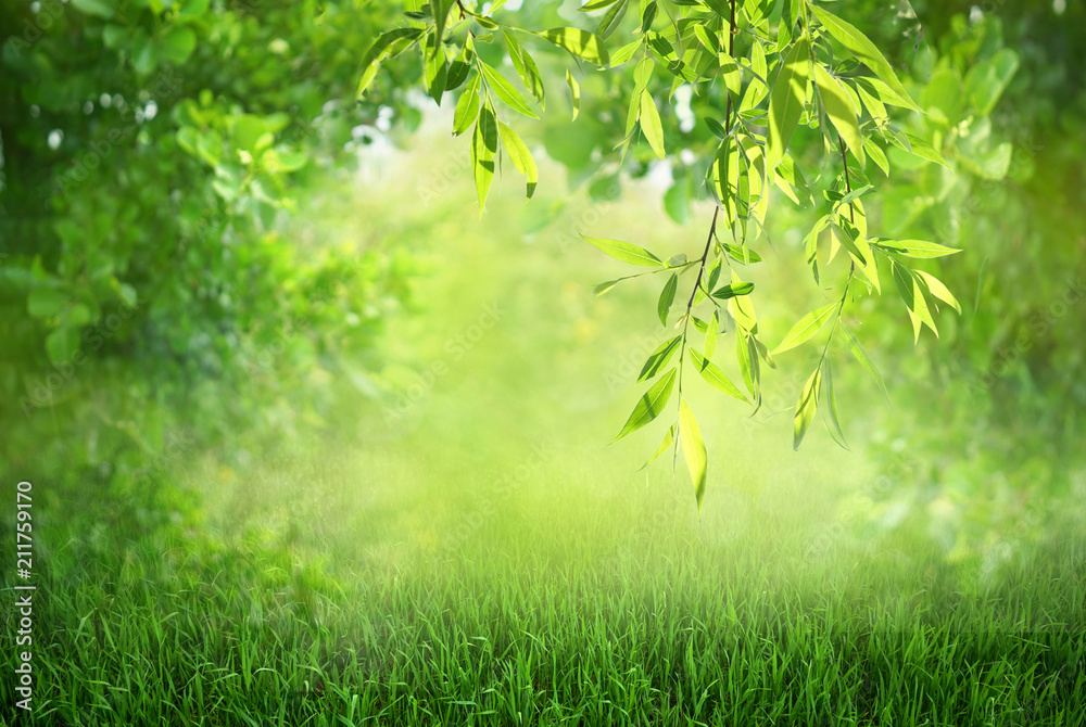 Natural green defocused spring summer blurred background with sunshine ...